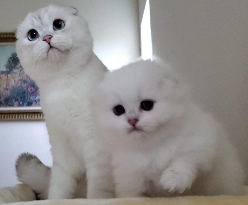 Our Sires – SCOTTISH FOLD, STRAIGHT & BRITISH GOLDEN CHINCHILLA ...